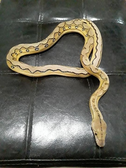 LG(LemonGlow) Sunfire Citron Reticulated Python by LowCountry Retic