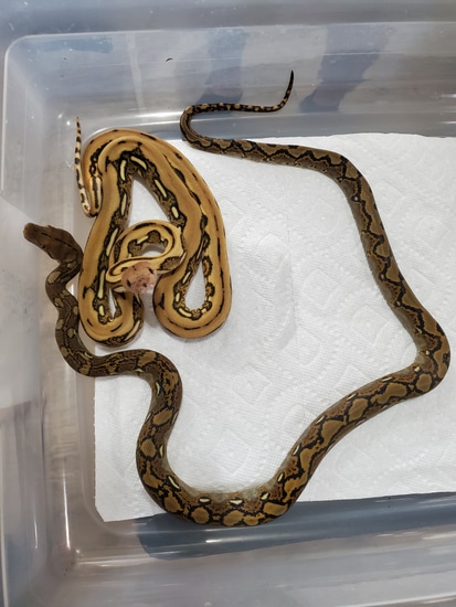 Anthrax Genetic Stripe Project Reticulated Python by LowCountry Retic
