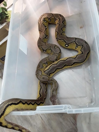 Sunfire LG Citron Reticulated Python by LowCountry Retic