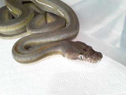 LG ( LemonGlow) Motley Titanium Reticulated Python by LowCountry Retic