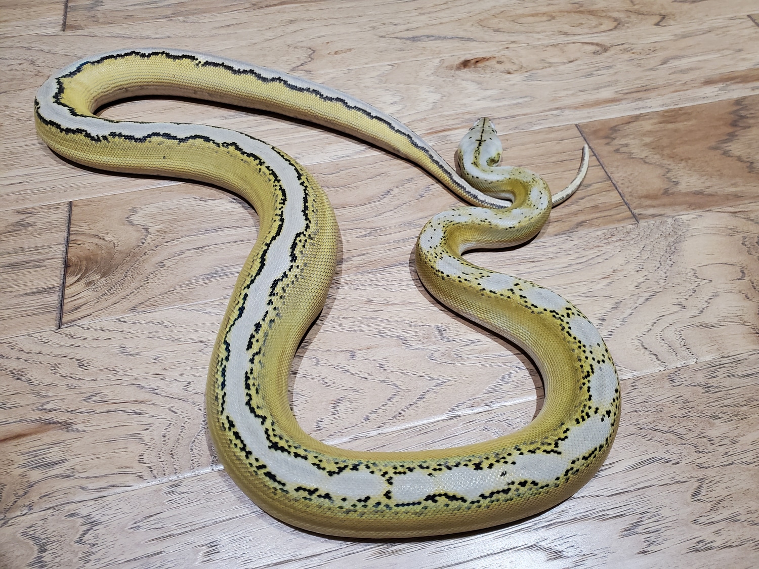 LG (LemonGlow) Motley Sunfire Citron Reticulated Python by LowCountry ...