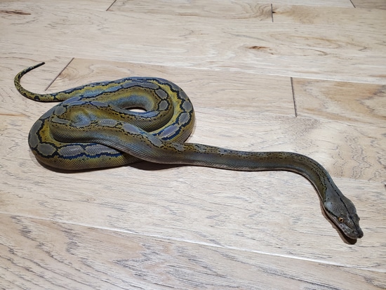 Motley Citron Reticulated Python by LowCountry Retic