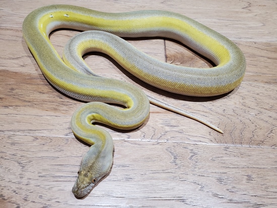 LG ( LemonGlow) Sunfire Titanium Reticulated Python by LowCountry Retic