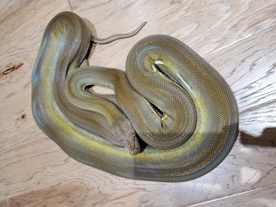 Sunfire Titanium Het White Reticulated Python by LowCountry Retic