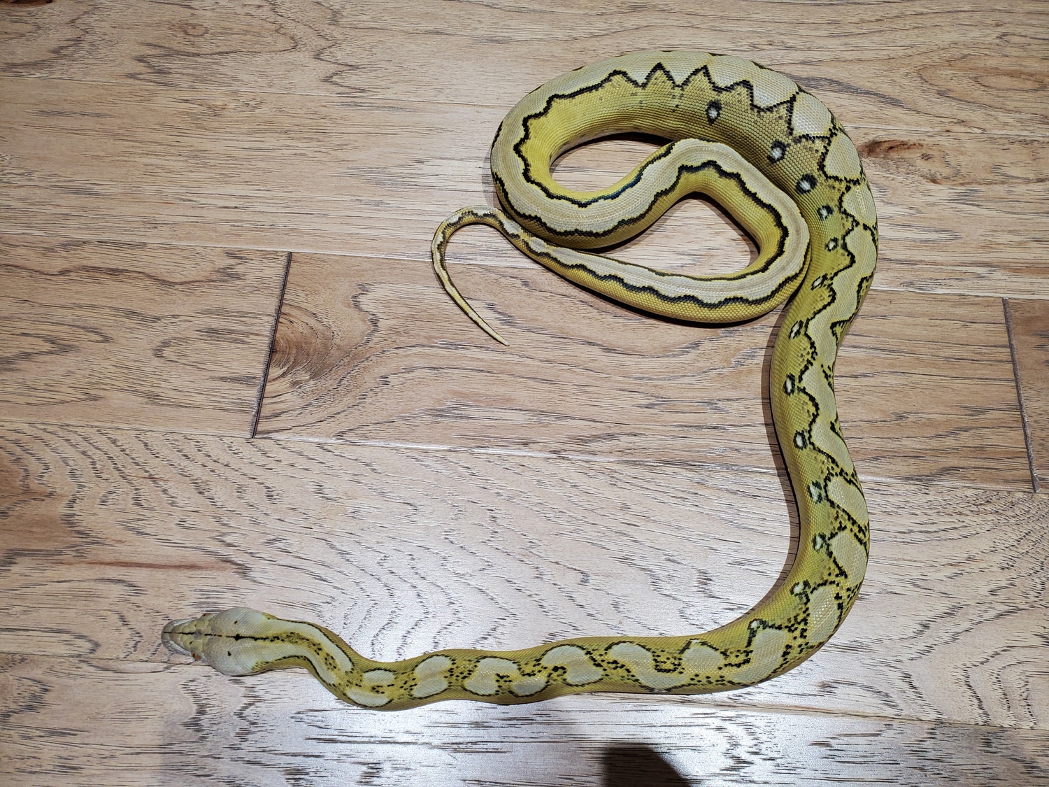 LG ( LemonGlow) Citron Reticulated Python by LowCountry Retic - MorphMarket