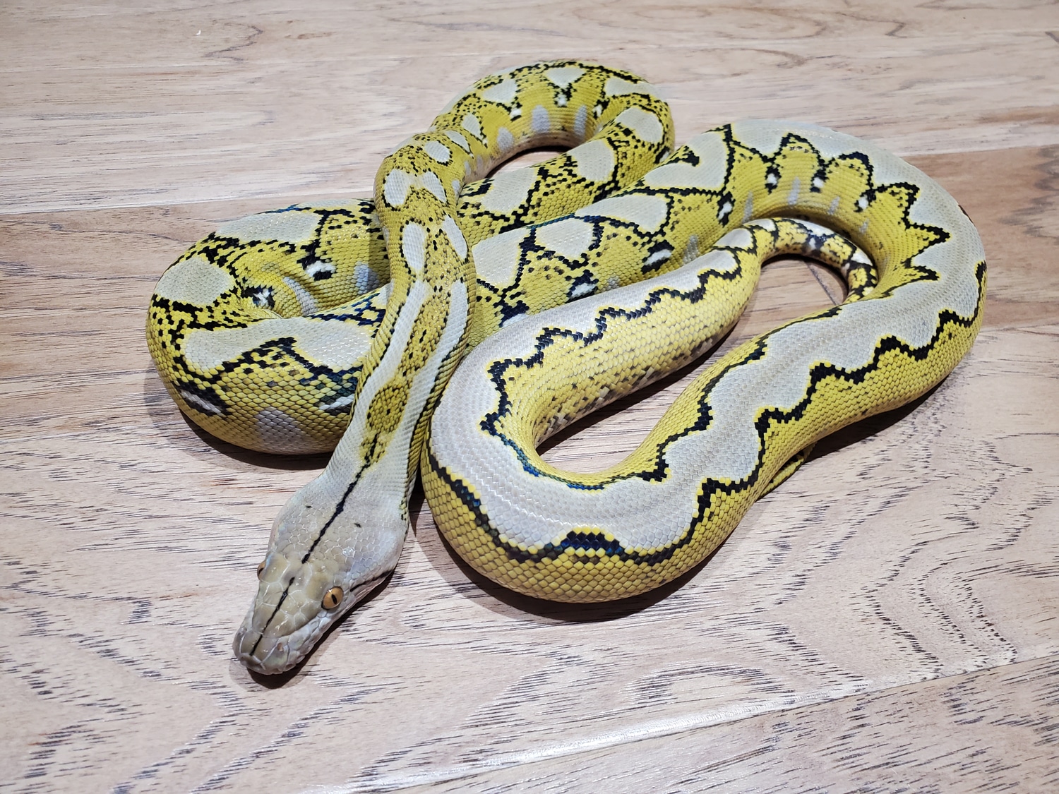 LG ( LemonGlow) Sunfire Citron Reticulated Python by LowCountry Retic ...