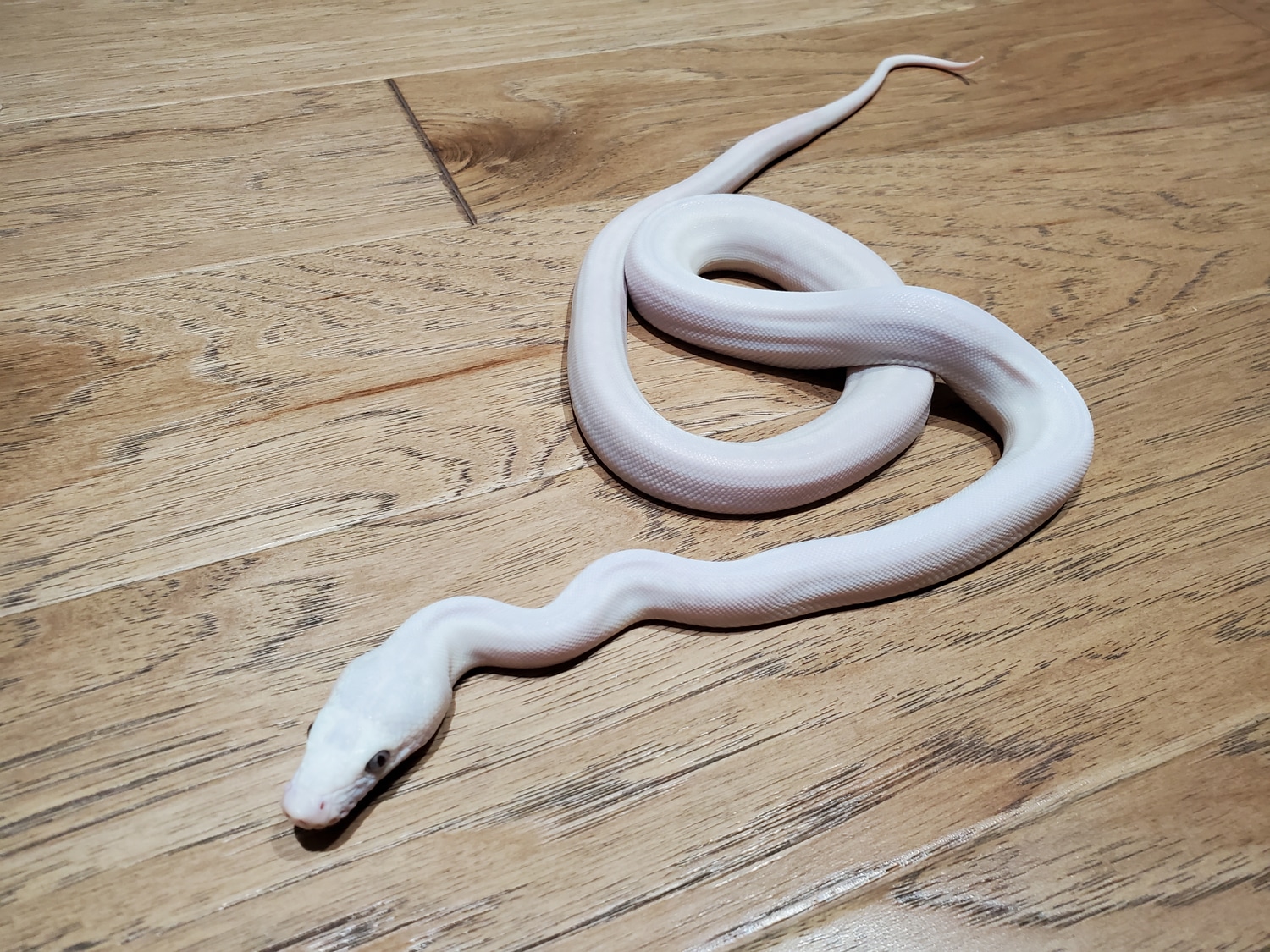 Super Phantom Reticulated Python by LowCountry Retic - MorphMarket