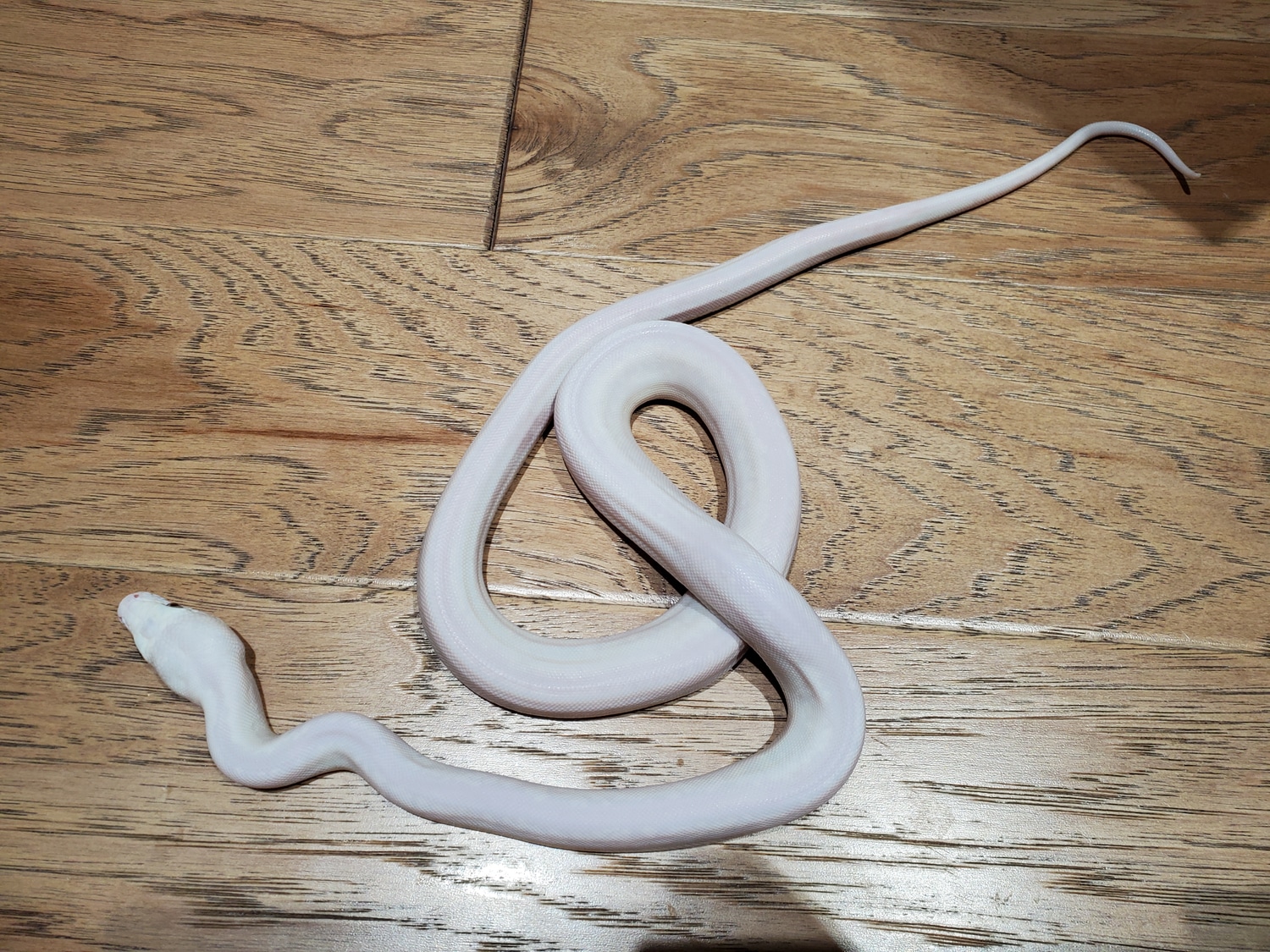 Super Phantom Reticulated Python by LowCountry Retic - MorphMarket