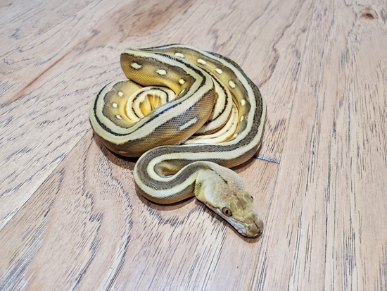 Suntiger Phantom Reticulated Python by LowCountry Retic