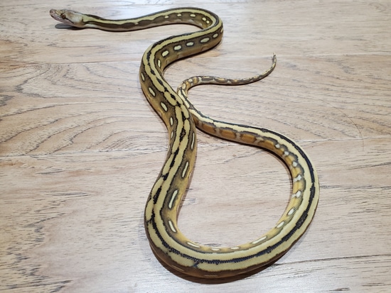 Phantom Tiger Reticulated Python by LowCountry Retic