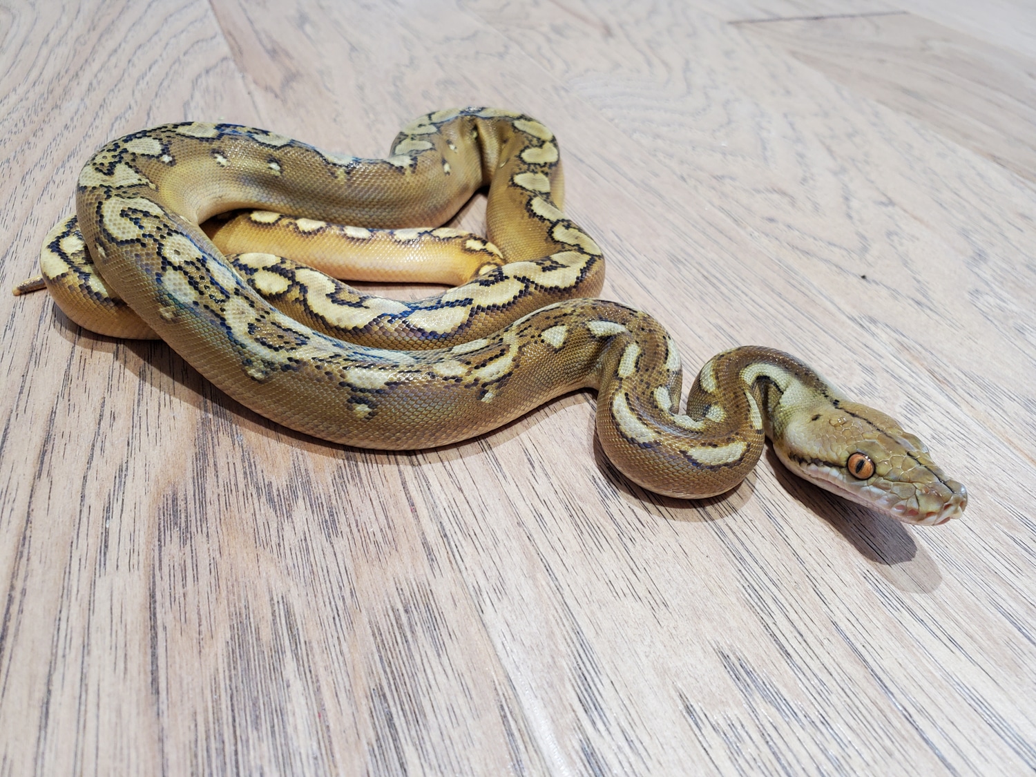 Sunfire Phantom Reticulated Python by LowCountry Retic - MorphMarket