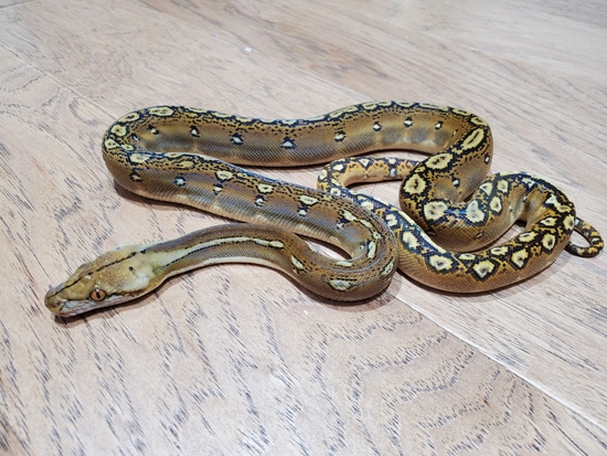 Phantom Reticulated Python by LowCountry Retic
