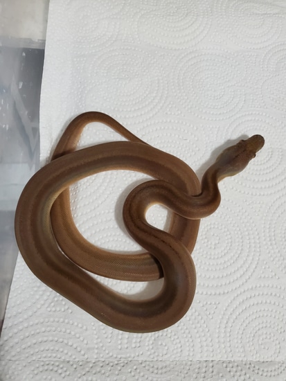 Motley Titanium Reticulated Python by LowCountry Retic