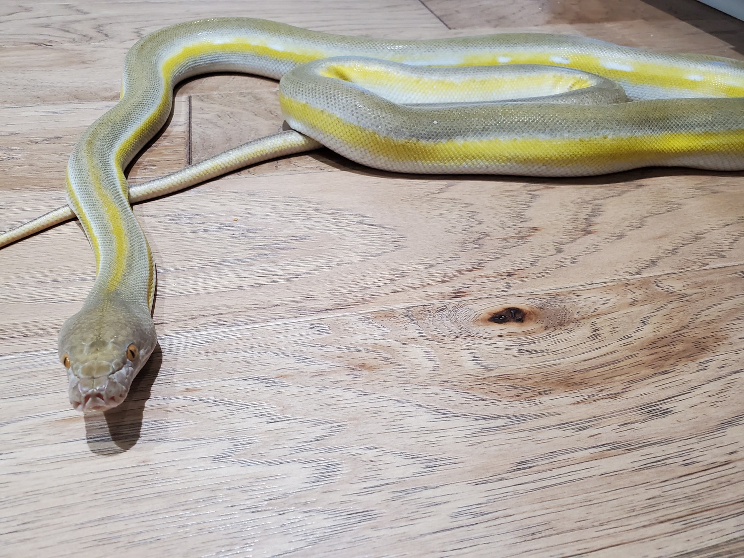 LG ( LemonGlow) Sunfire Titanium Reticulated Python by LowCountry Retic ...