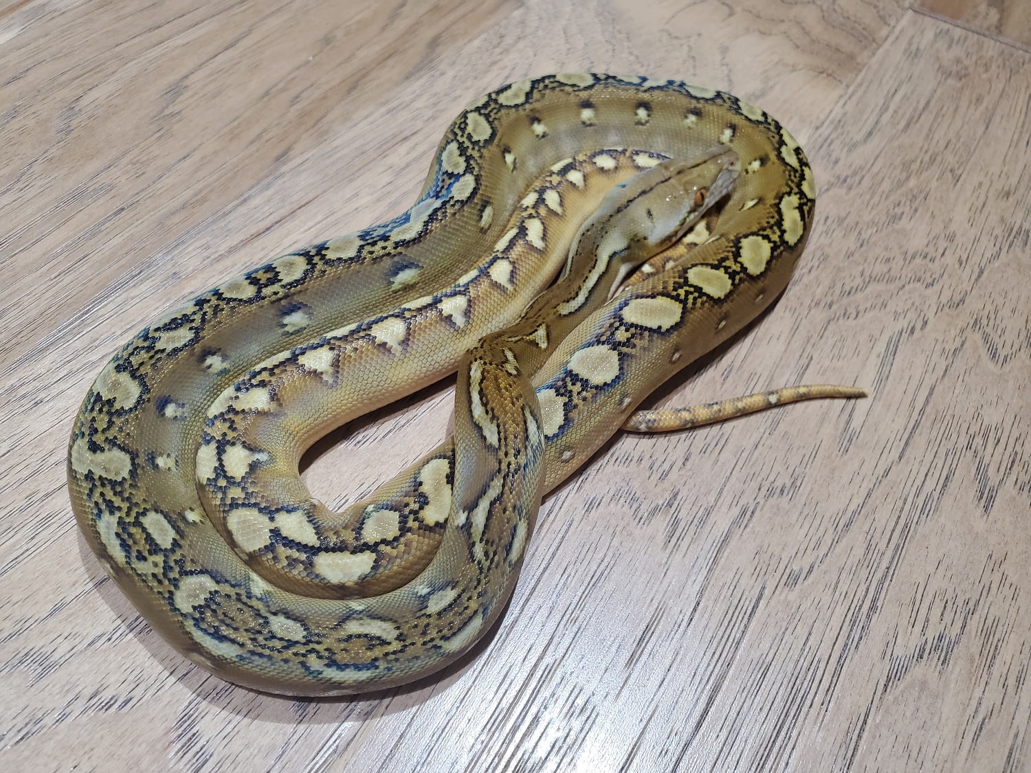 Phantom Sunfire Reticulated Python by LowCountry Retic - MorphMarket