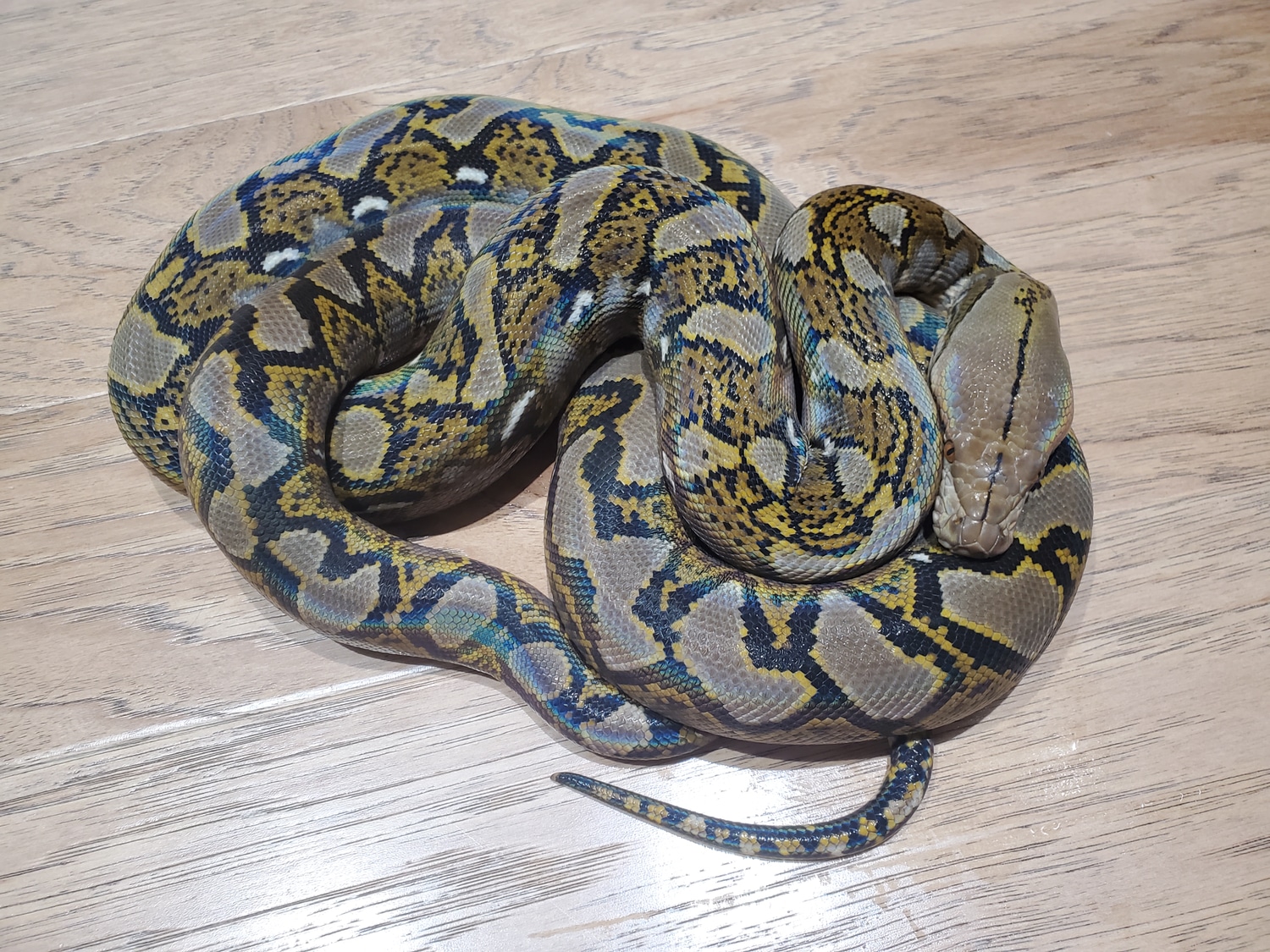 Normal Triple Het Anthrax Genetic Stripe Albino Reticulated Python by ...