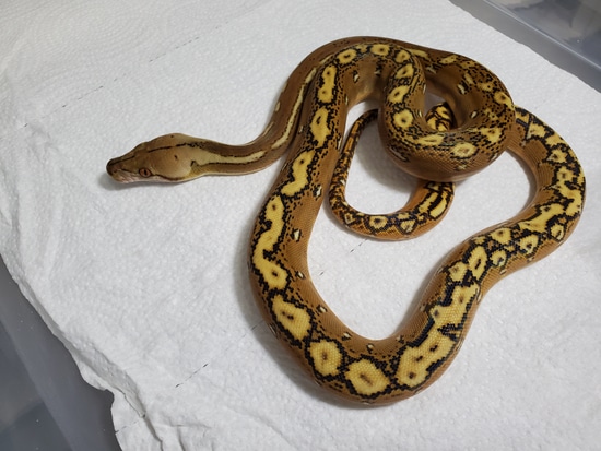 Phantom Double Het Purple Genetic Stripe Reticulated Python by ...