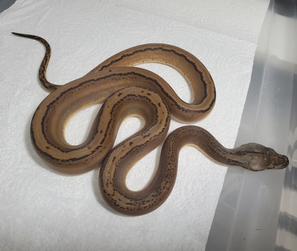 Platinum Tiger Citron Het Anthrax Reticulated Python by LowCountry ...