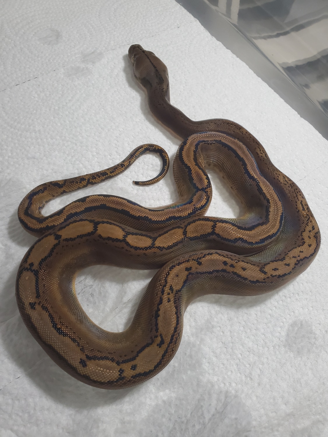 Motley Citron Het Orange Ghost Stripe 66% Het Albino Reticulated Python ...