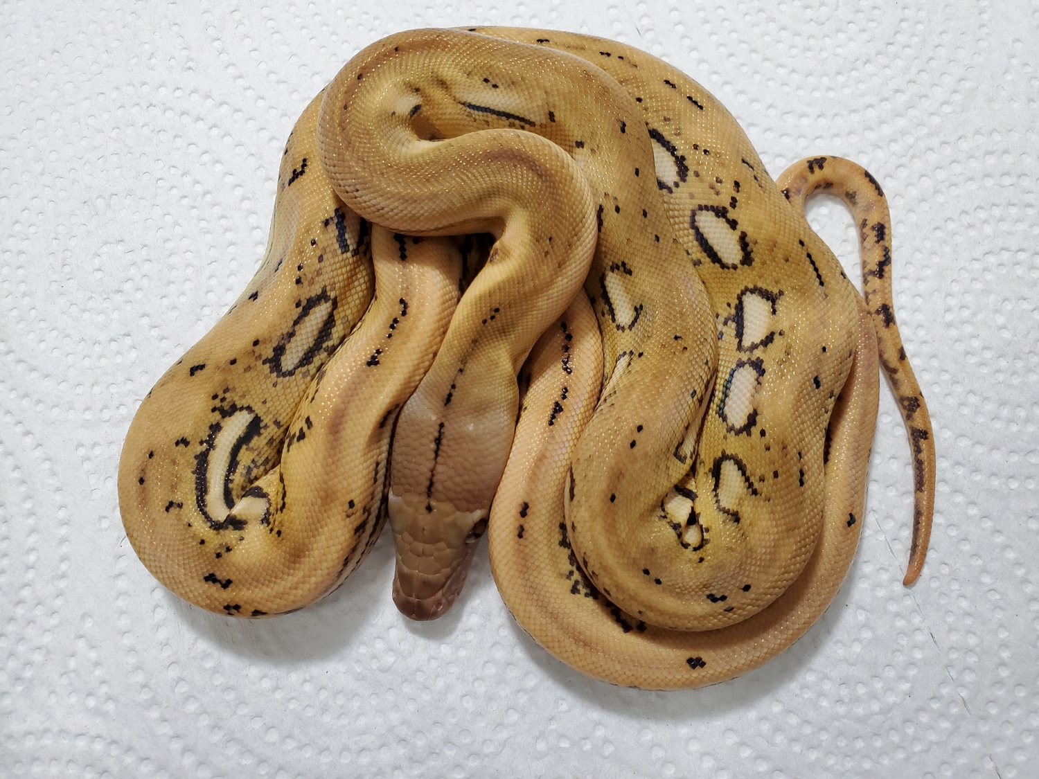 Platinum Tiger Citron Het Anthrax Reticulated Python by LowCountry ...