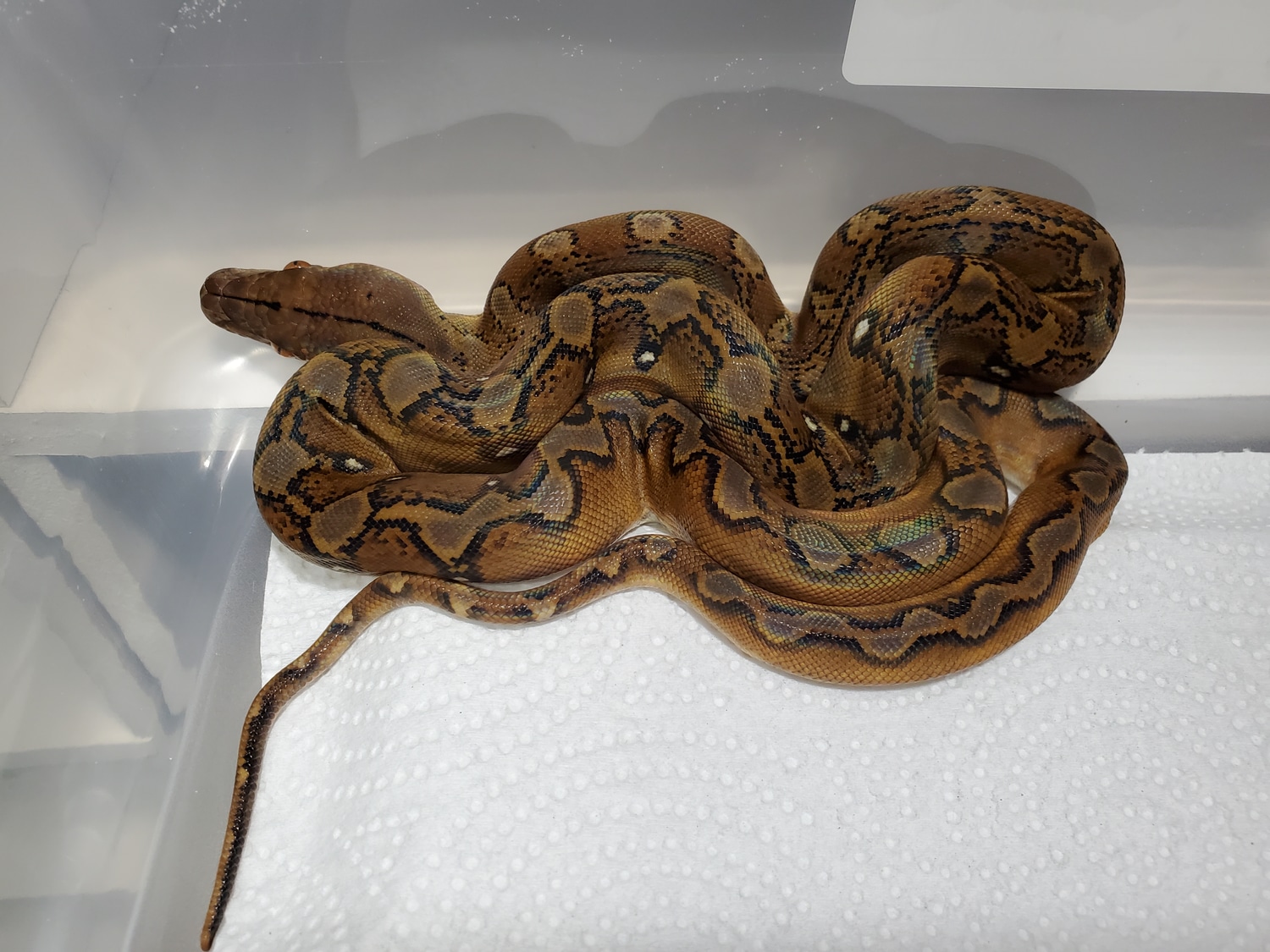 Sunfire Citron Het Anthrax Reticulated Python by LowCountry Retic ...