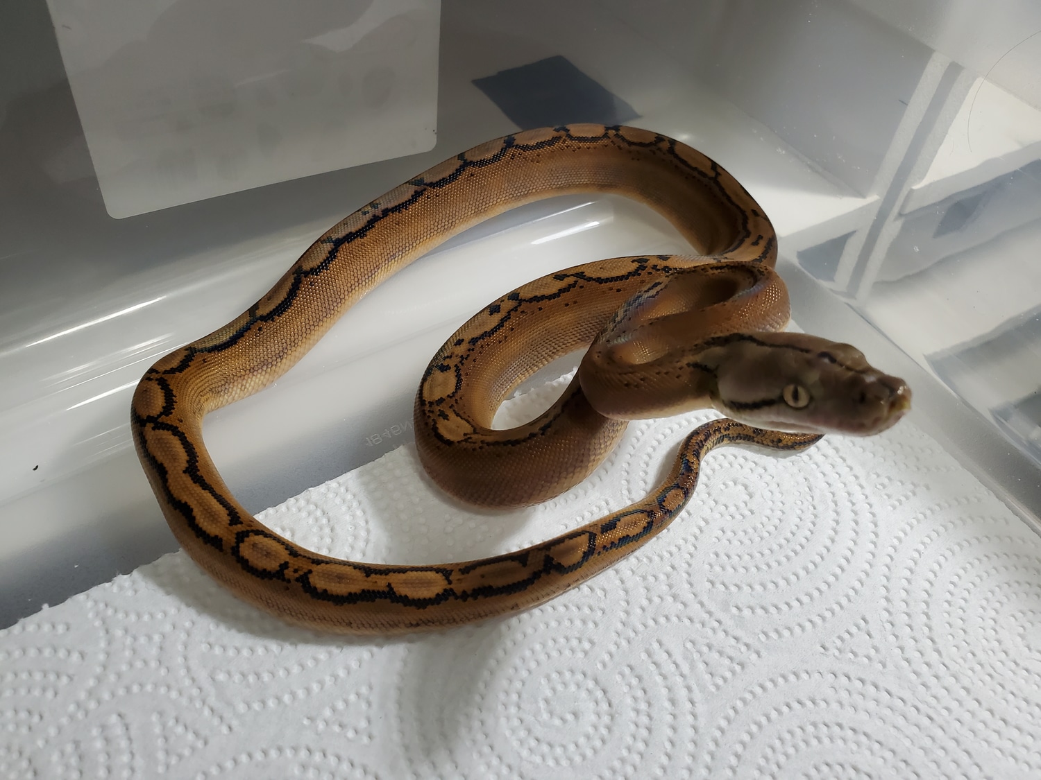 Motley Citron Het Orange Ghost Stripe 66% Het Albino Reticulated Python ...