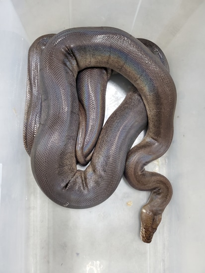 Motley Titanium Het Albino Reticulated Python by LowCountry Retic