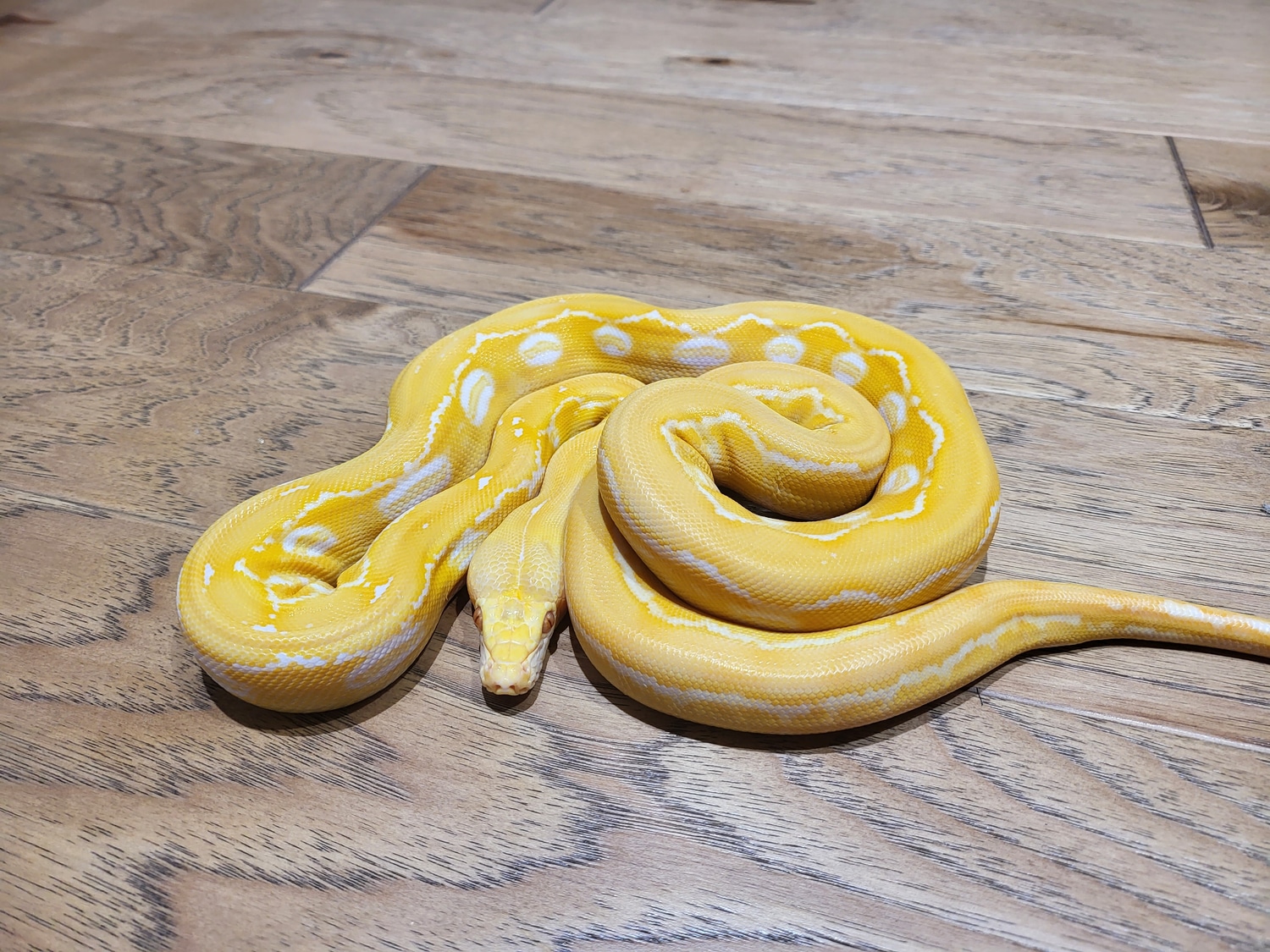 White Tiger Citron Reticulated Python by LowCountry Retic - MorphMarket