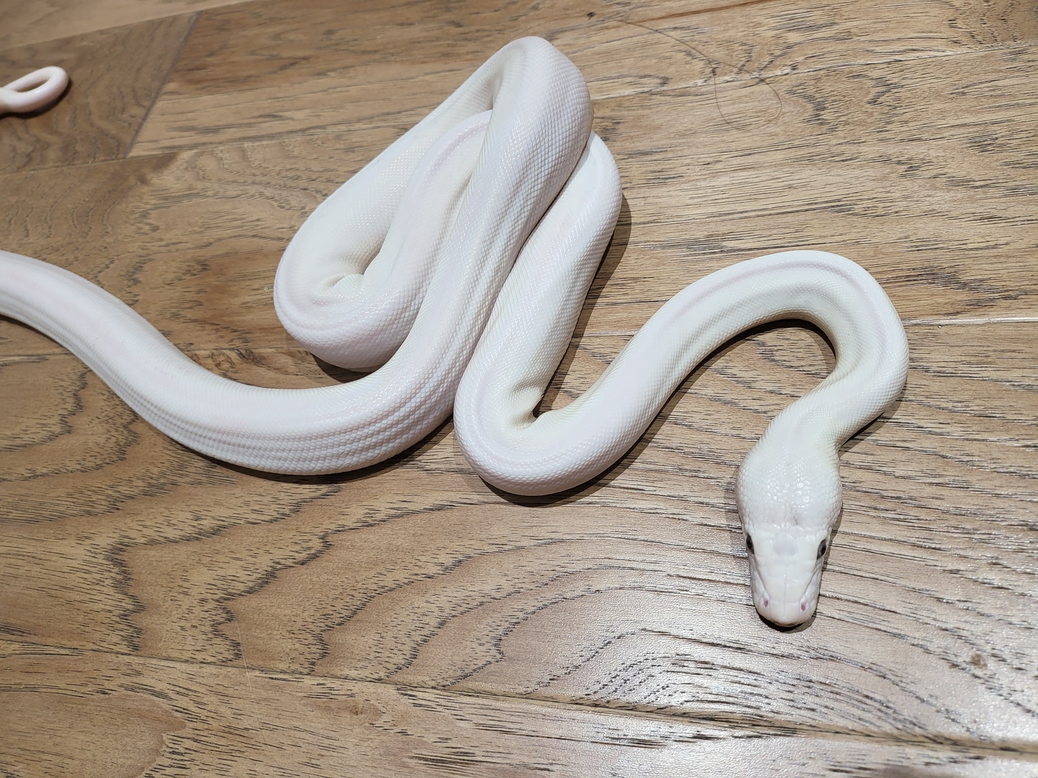 Super Phantom Reticulated Python by LowCountry Retic - MorphMarket