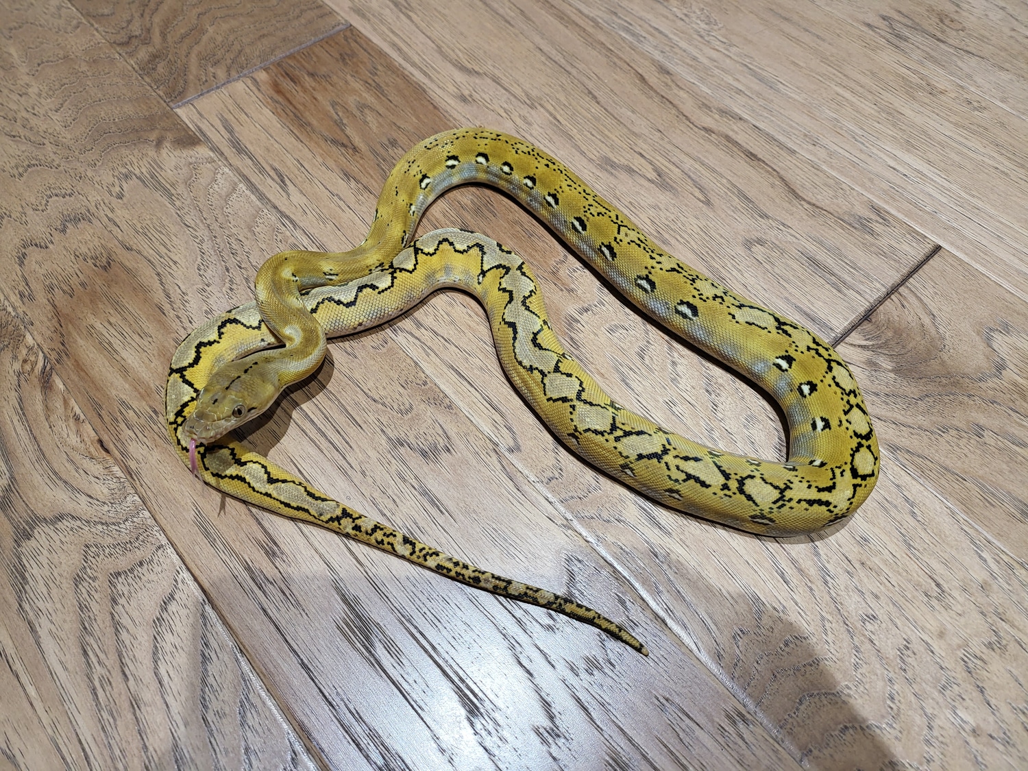 Platinum Suntiger Citron Het Anthrax Reticulated Python by LowCountry ...