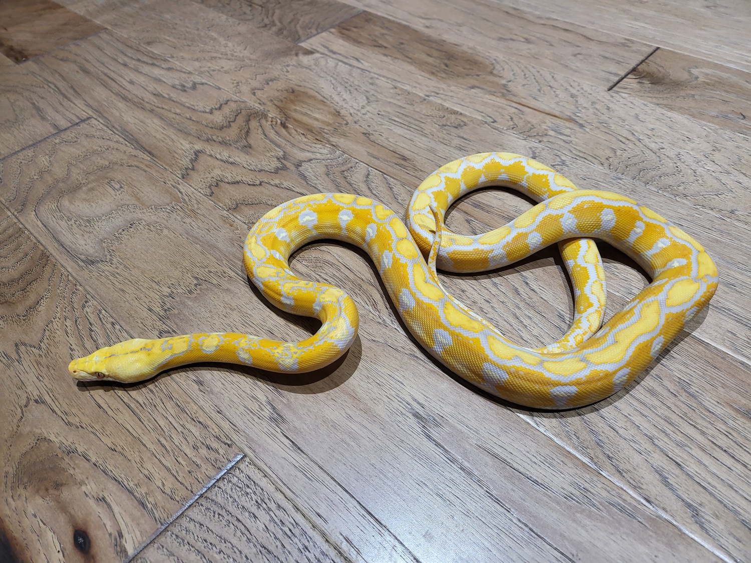 Albino Citron Het Orange Ghost Stripe Reticulated Python by LowCountry ...