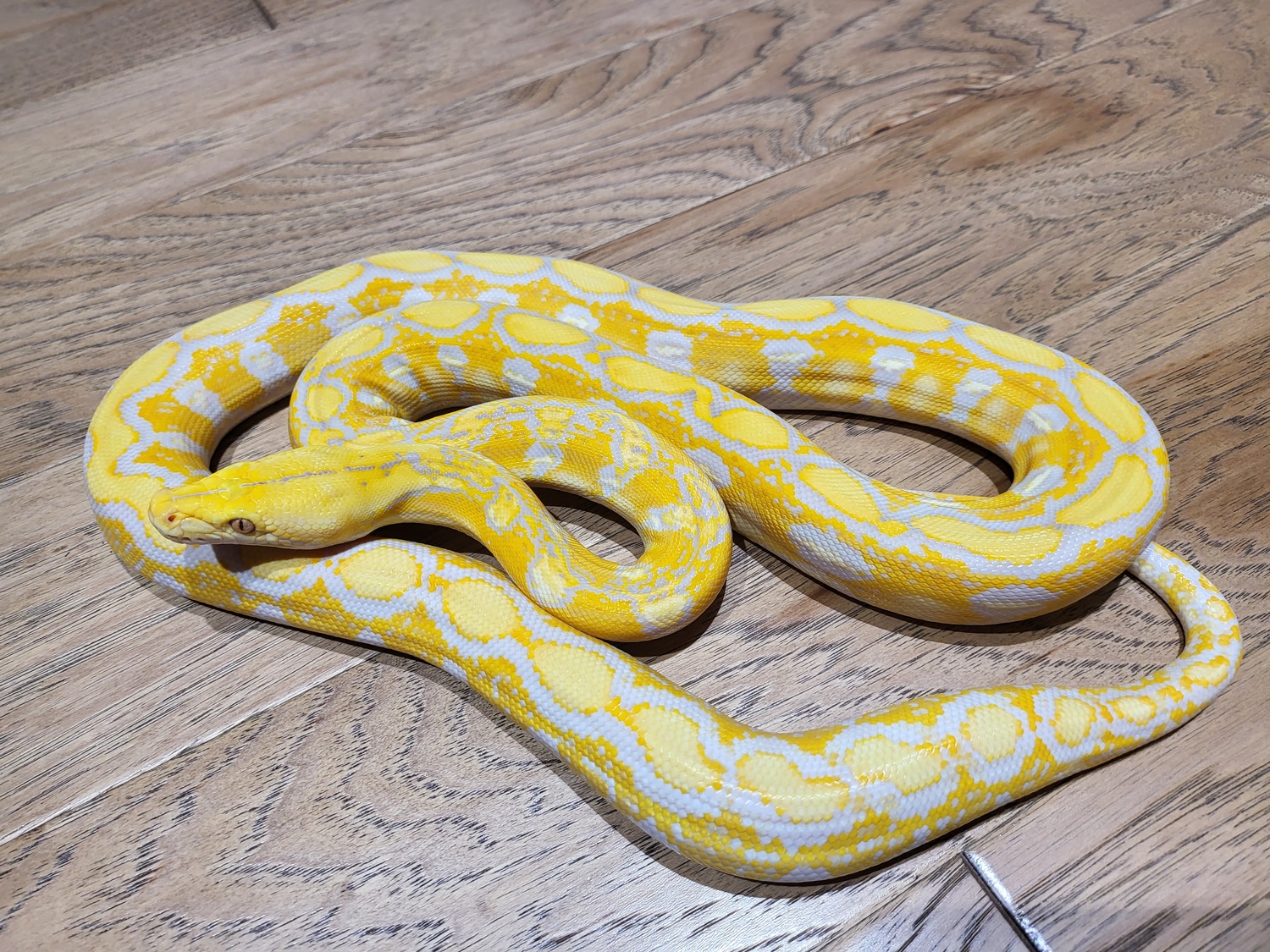 Albino Citron Het Orange Ghost Stripe Reticulated Python by LowCountry ...