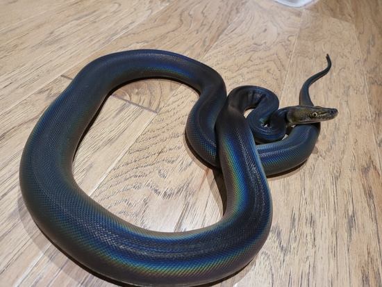 GoldenChild Motley Titanium Reticulated Python by LowCountry Retic
