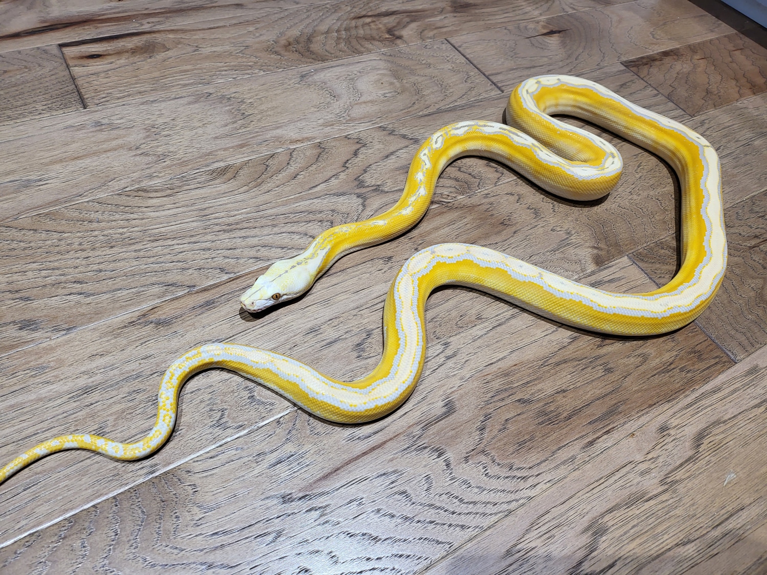Albino Motley Citron Het Orange Ghost Stripe Reticulated Python by ...