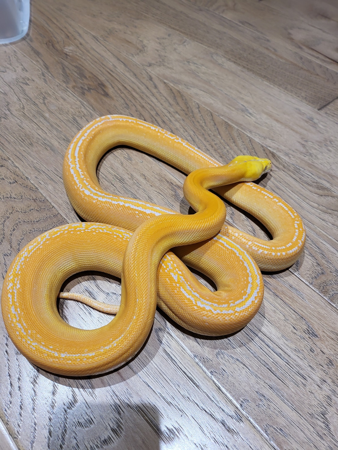 Albino GoldenChild Citron Het Orange Ghost Stripe Reticulated Python by ...