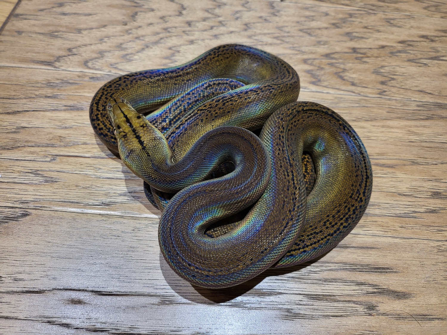 GoldenChild Citron Het Orange Ghost Stripe 66% Het Albino Reticulated ...