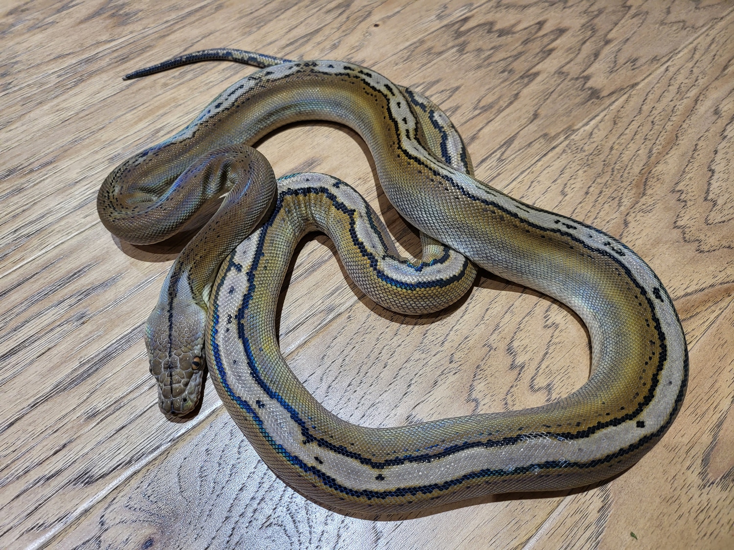 Motley Citron Het OGS 66% Het Albino Reticulated Python by LowCountry ...