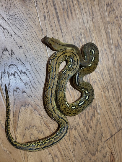 Sunfire Tiger Citron Het Anthrax Reticulated Python by LowCountry Retic