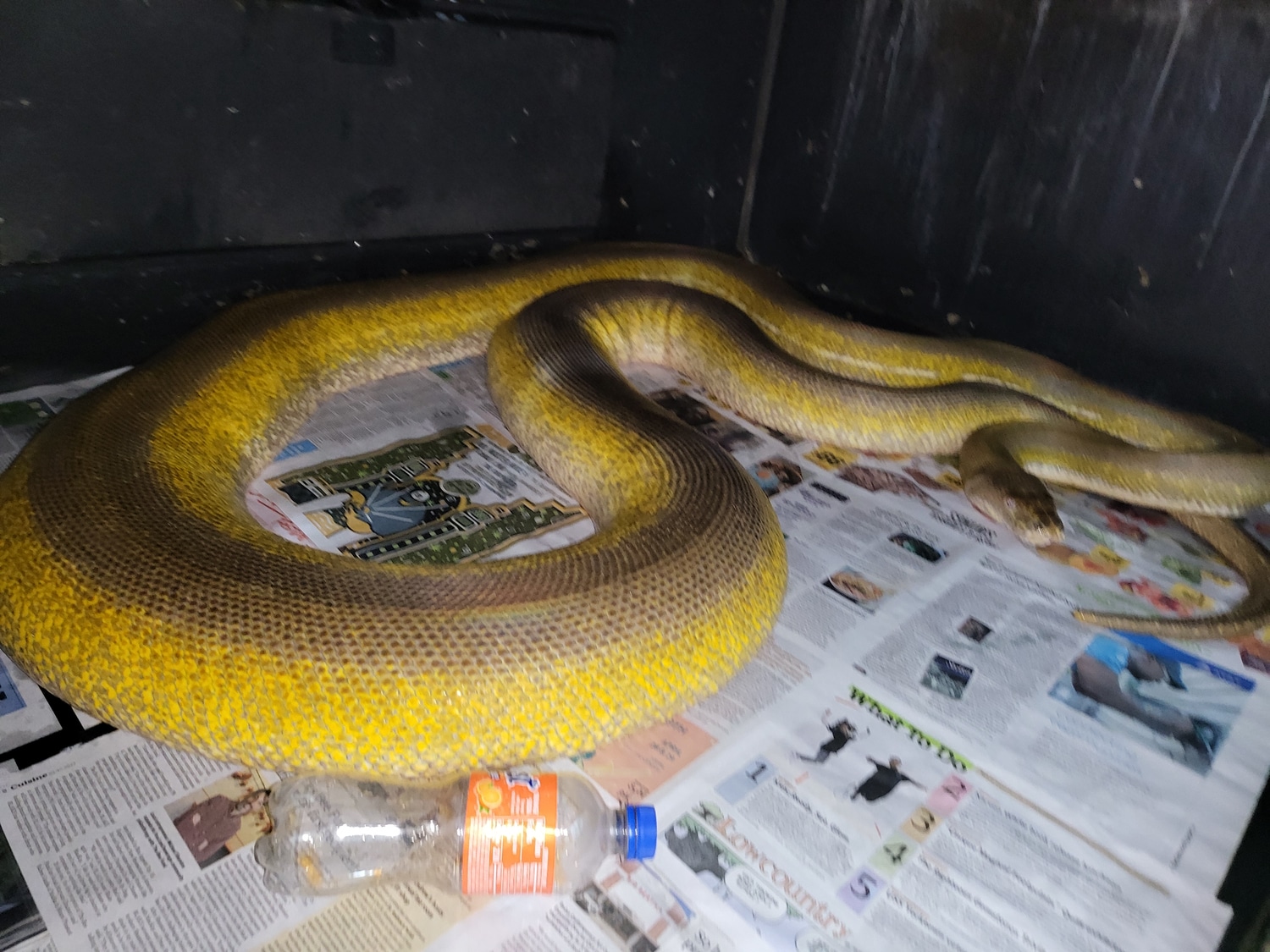 Platinum Sunfire Titanium Reticulated Python by LowCountry Retic ...