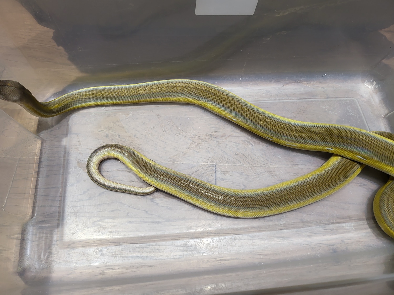 LG ( LemonGlow) Sunfire Titanium Reticulated Python by LowCountry Retic ...