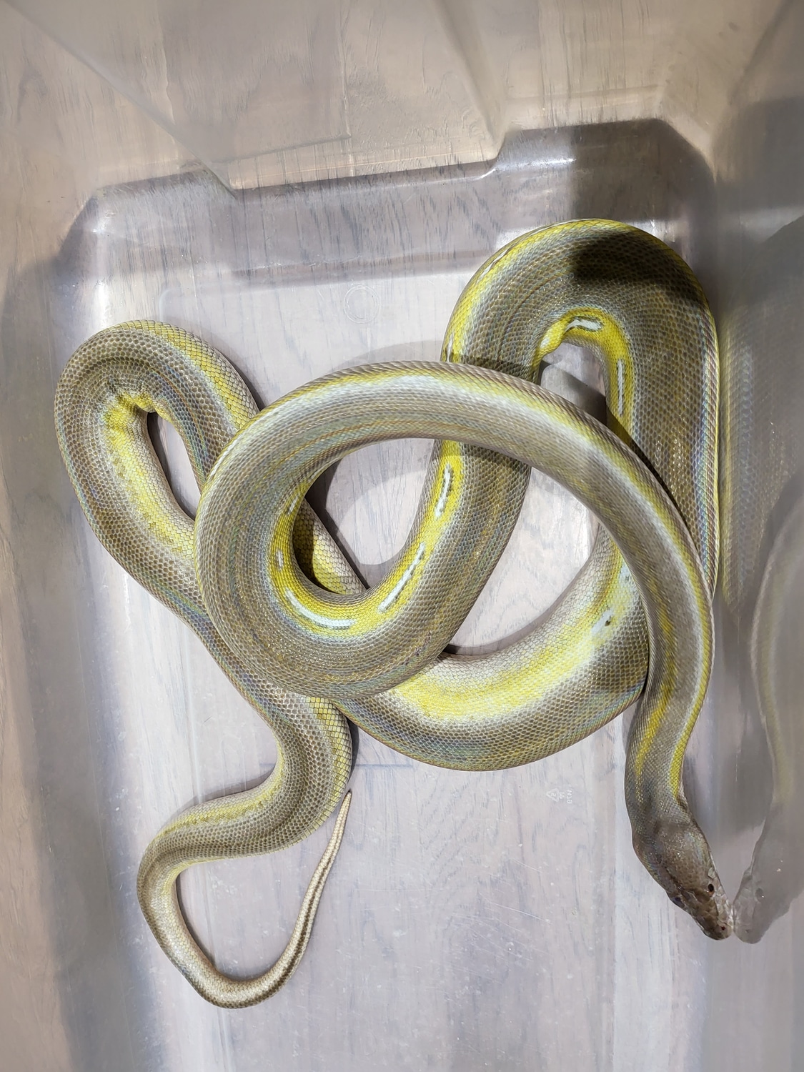 LG( LemonGlow) Sunfire Titanium Reticulated Python by LowCountry Retic ...