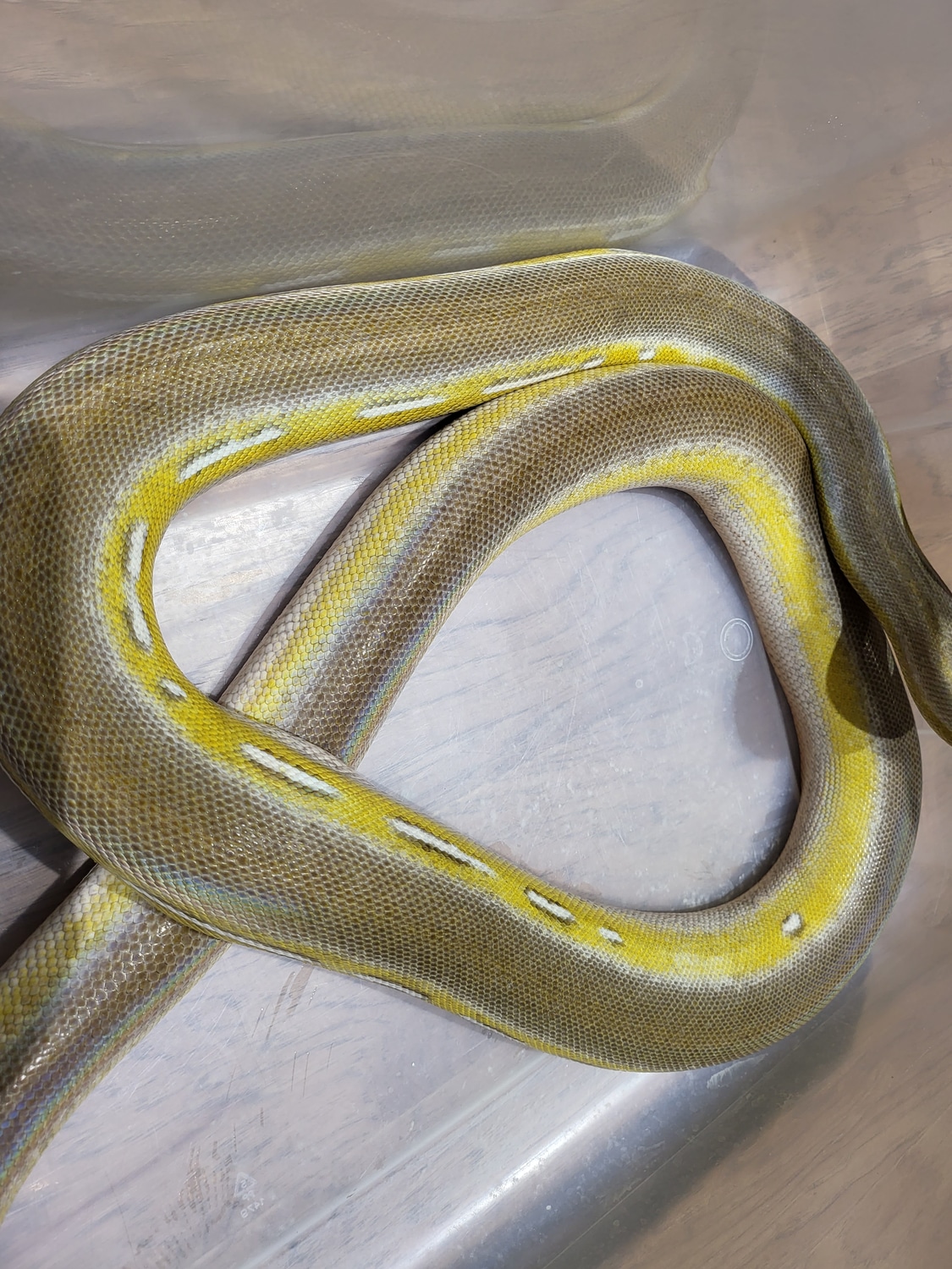 LG ( LemonGlow) Sunfire Titanium Reticulated Python by LowCountry Retic ...