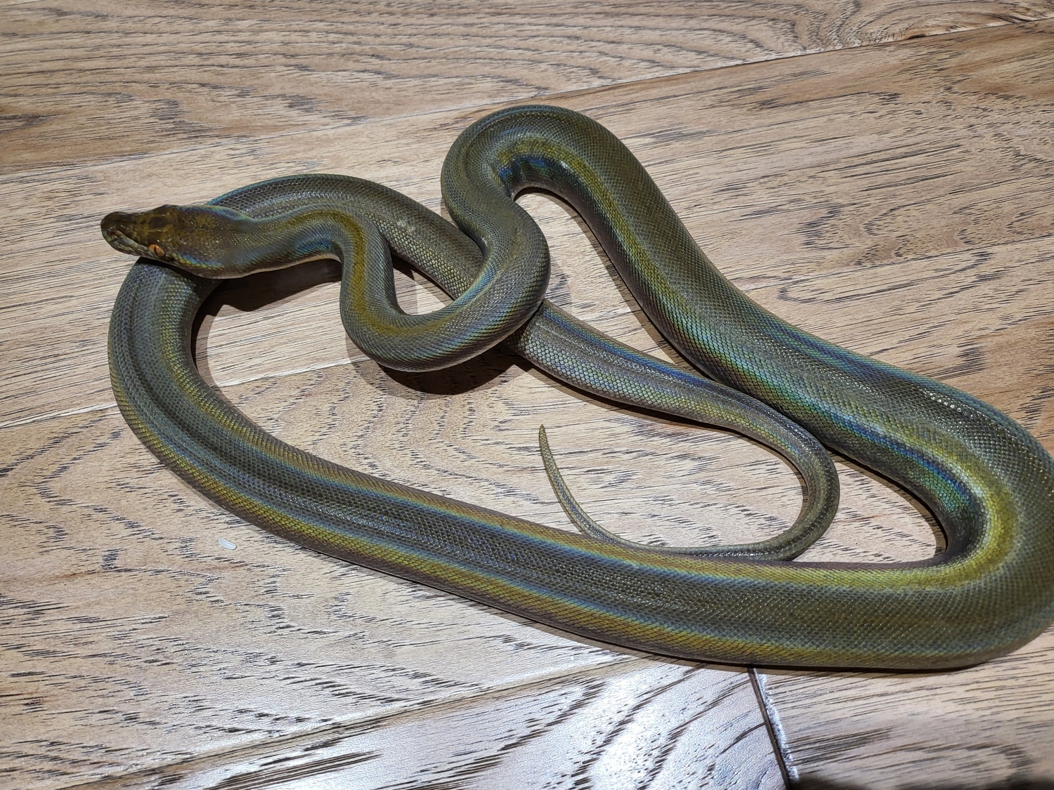 Titanium Female Reticulated Python by LowCountry Retic - MorphMarket