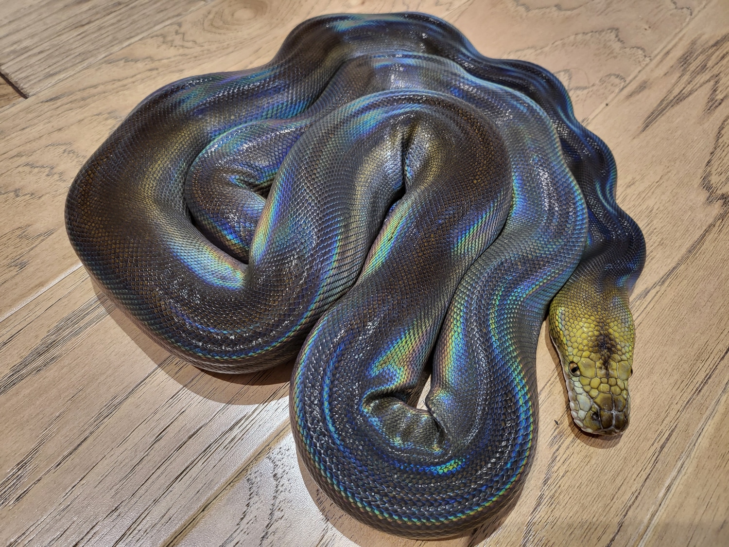 GoldenChild Titanium Reticulated Python by LowCountry Retic - MorphMarket