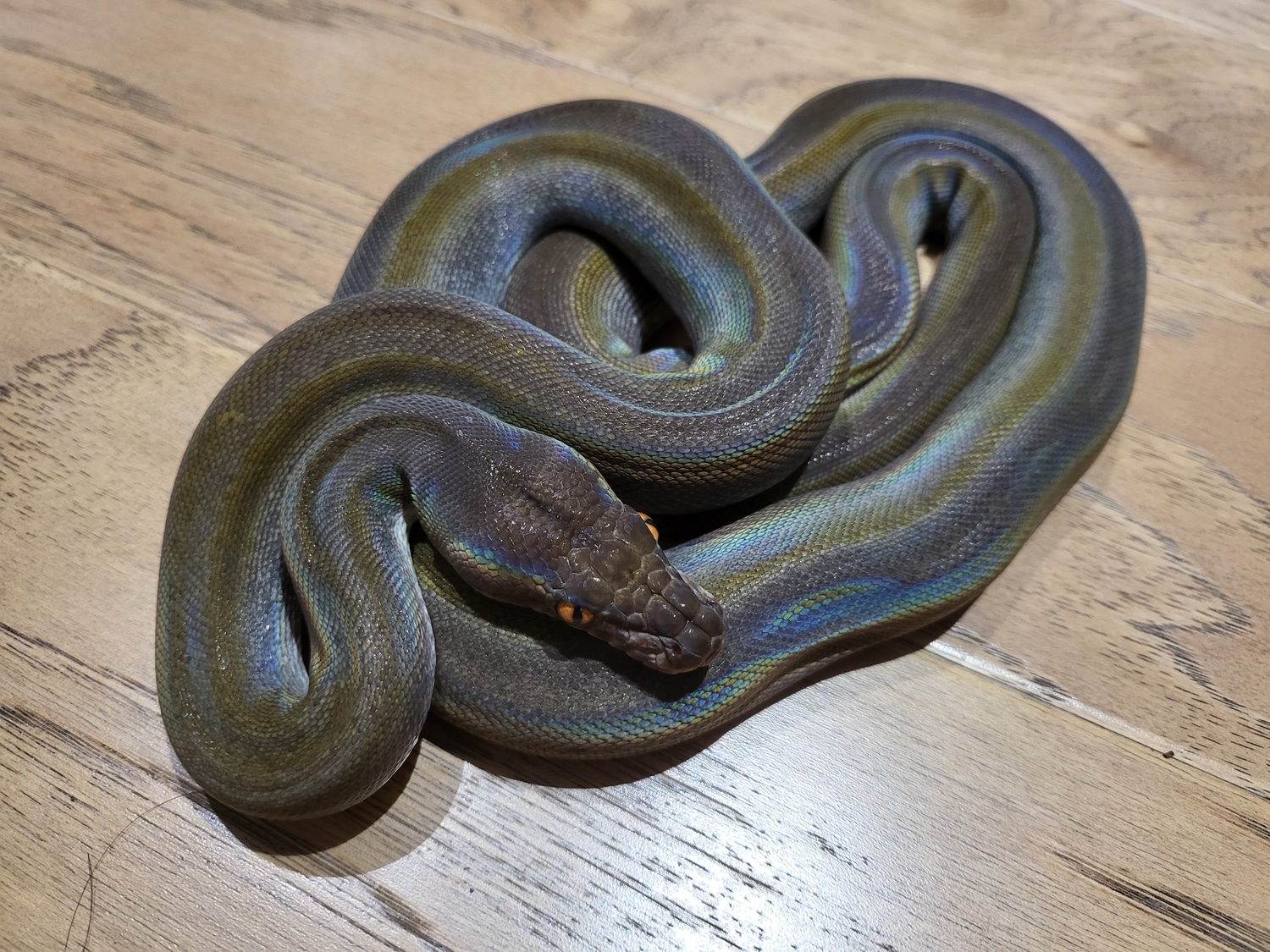 Motley Titanium Female Reticulated Python by LowCountry Retic - MorphMarket