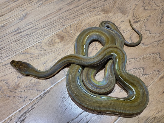 Titanium Reticulated Python by LowCountry Retic