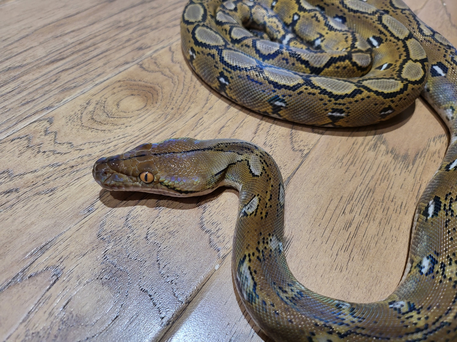 Citron Het Orange Ghost Stripe 66% Het Albino Reticulated Python by ...