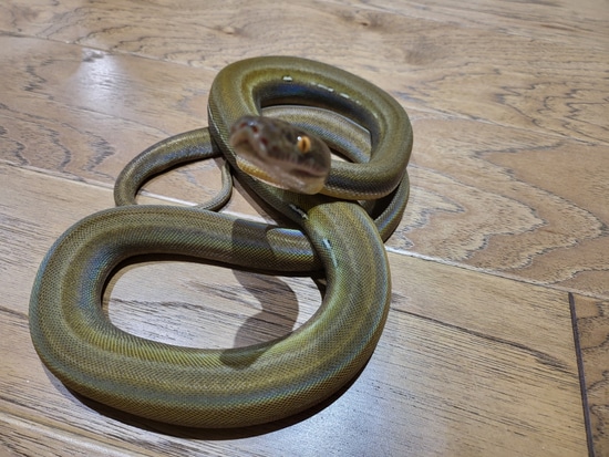 Titanium Male Reticulated Python by LowCountry Retic