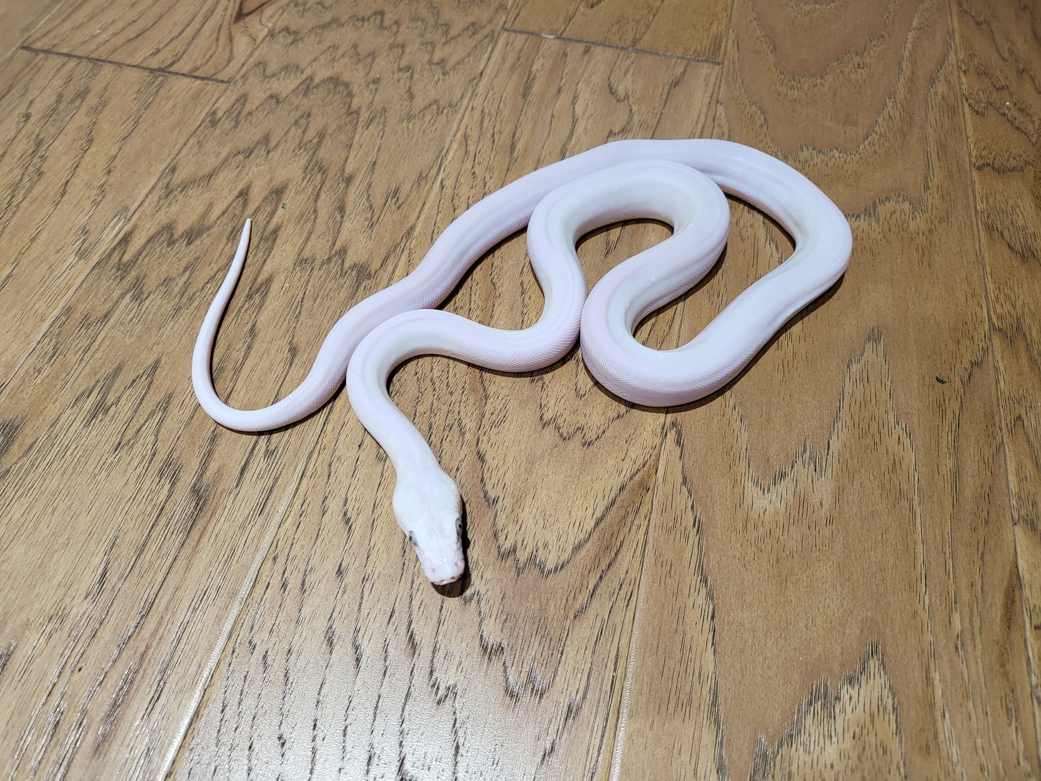 Super Phantom Reticulated Python by LowCountry Retic - MorphMarket