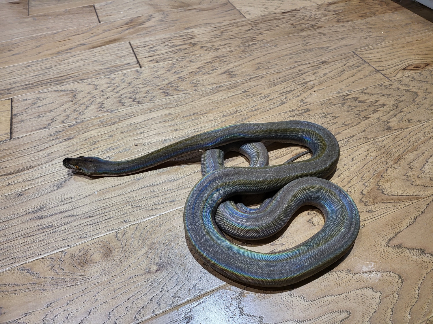 Motley Titanium Reticulated Python by LowCountry Retic - MorphMarket